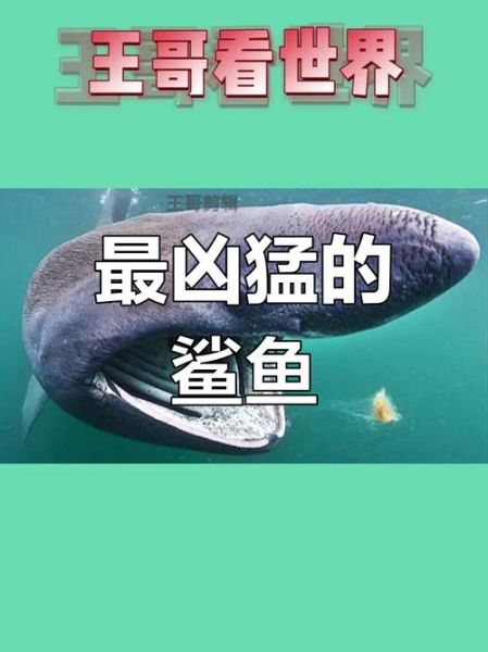 鲨鱼搜索怎么用_鲨鱼搜索安全吗-第2张图片-山城妙识