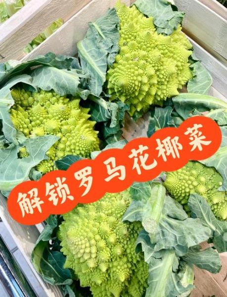 罗马花椰菜怎么做好吃_罗马花椰菜做法大全-第1张图片-山城妙识 罗马花椰菜怎么做好吃_罗马花椰菜做法大全-第1张图片-山城妙识