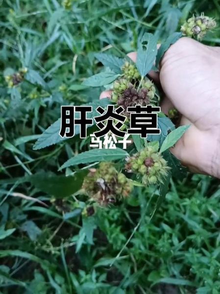 养肝草图片长什么样_养肝草的功效与作用-第2张图片-山城妙识