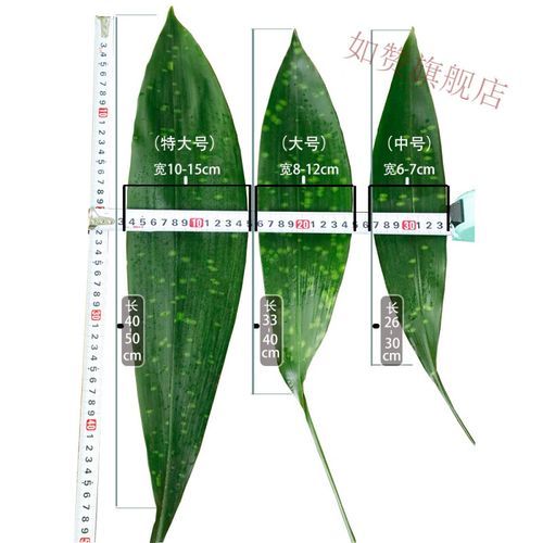 箸叶是什么_箸叶和粽叶的区别-第2张图片-山城妙识