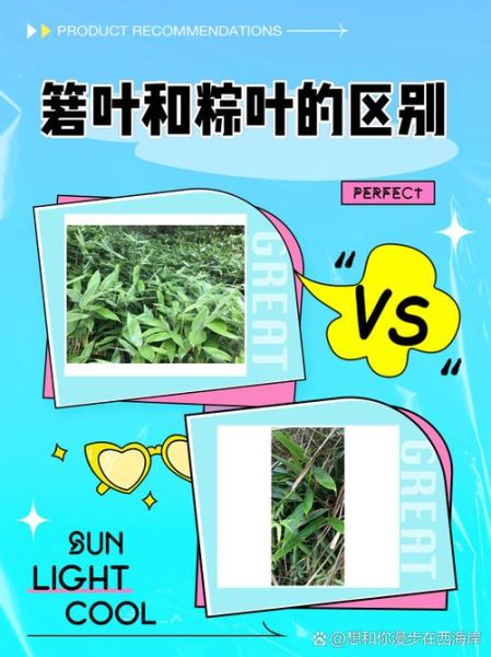 箸叶是什么_箸叶和粽叶的区别-第1张图片-山城妙识