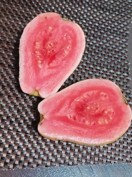 野生番石榴长什么样_野生番石榴能吃吗-第2张图片-山城妙识