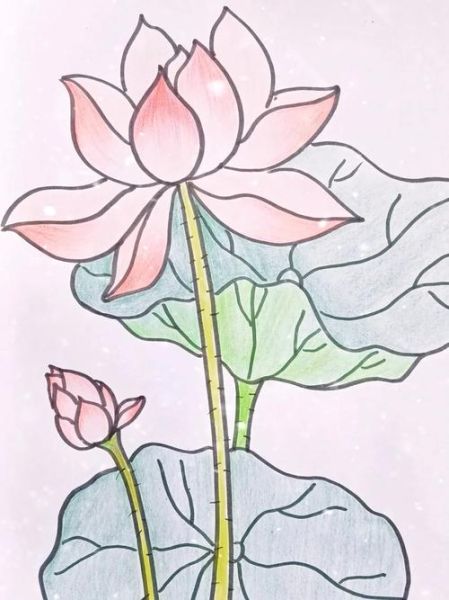 荷花图片大全绘画_怎么画荷花才好看-第3张图片-山城妙识