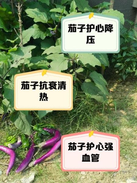 茄子能降血压吗_茄子有哪些禁忌症-第1张图片-山城妙识 茄子能降血压吗_茄子有哪些禁忌症-第1张图片-山城妙识