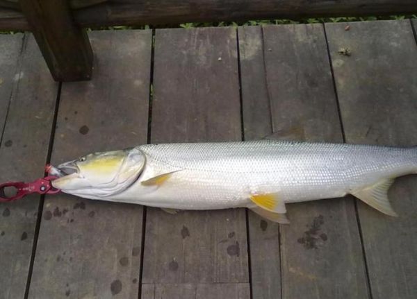 野生鳡鱼图片_如何分辨真假野生鳡鱼-第2张图片-山城妙识
