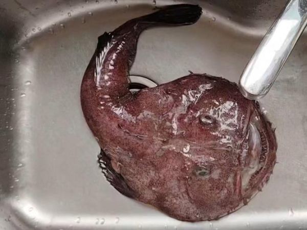 酱焖安康鱼怎么做_安康鱼去腥技巧-第3张图片-山城妙识