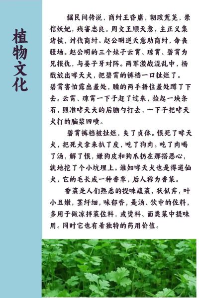 芫荽和香菜的区别拼音_芫荽是不是香菜-第2张图片-山城妙识