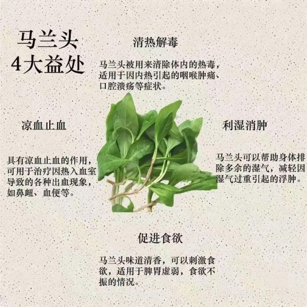 马兰头有什么功效_马兰头怎么吃最好-第1张图片-山城妙识