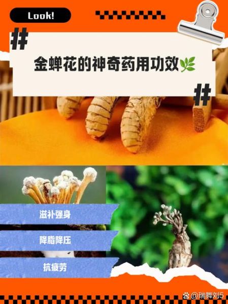 金蝉花怎么吃治肾病_金蝉花肾病用量多少-第1张图片-山城妙识