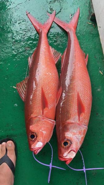 常见的深海鱼有哪些_深海鱼营养价值高吗-第2张图片-山城妙识