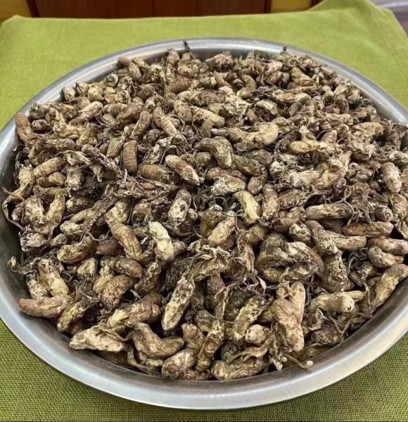 金蝉花怎么吃治肾病_金蝉花肾病用量多少-第3张图片-山城妙识