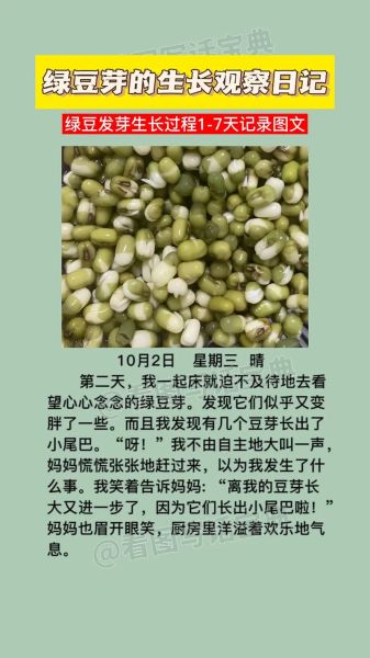 怎么在家发豆芽_绿豆芽最快几天能吃-第3张图片-山城妙识