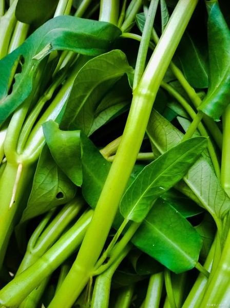 空心菜吃多了会抽筋吗_空心菜抽筋真相-第1张图片-山城妙识