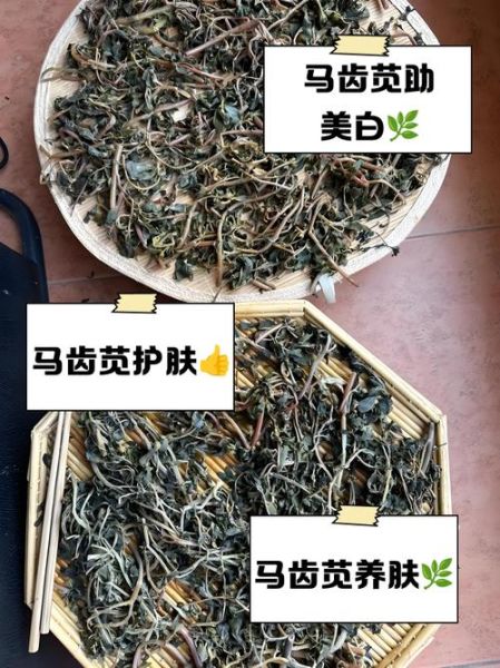 马齿苋捣碎敷脸祛斑吗_马齿苋祛斑效果怎么样-第1张图片-山城妙识