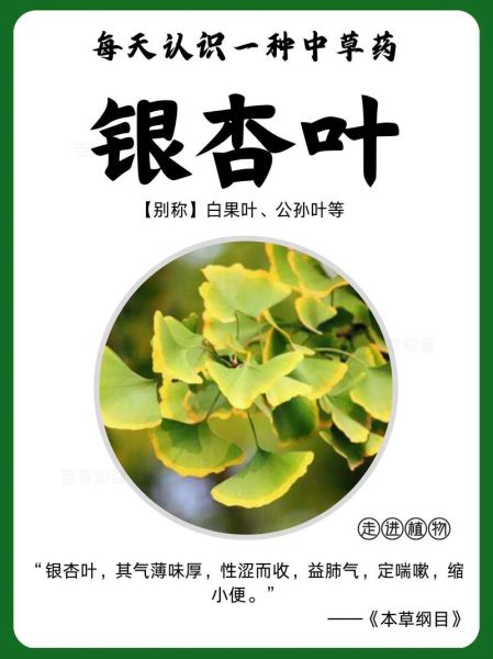 银杏叶的功效与作用_银杏叶能降血压吗-第1张图片-山城妙识