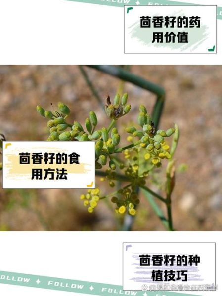 茴香籽的功效与作用_怎么吃效果最好-第2张图片-山城妙识