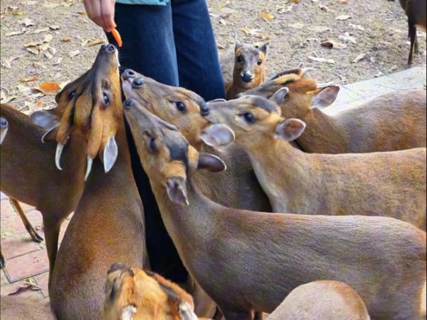 野生麂子长什么样_野生麂子图片怎么拍-第1张图片-山城妙识