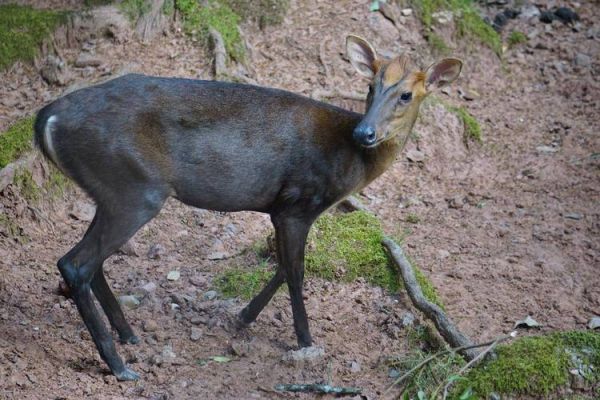 野生麂子长什么样_野生麂子图片怎么拍-第3张图片-山城妙识