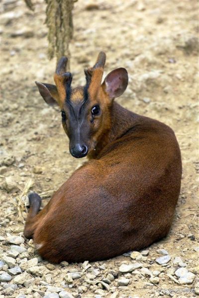野生麂子长什么样_野生麂子图片怎么拍-第2张图片-山城妙识