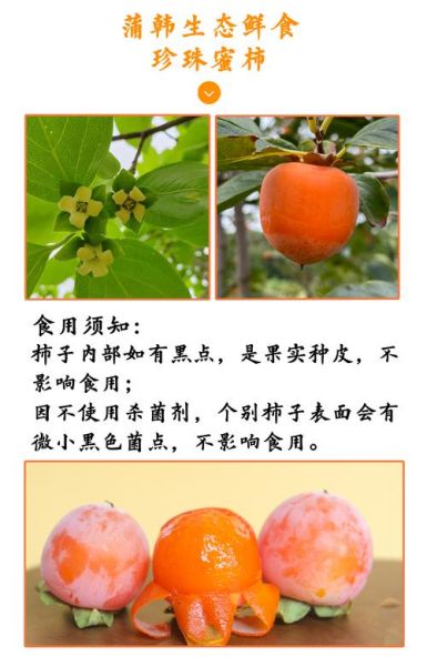 珍珠柿子有什么营养_珍珠柿子的功效与作用-第2张图片-山城妙识