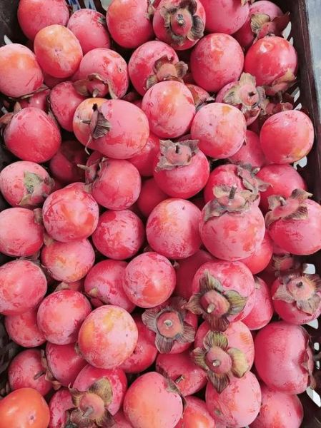 珍珠柿子有什么营养_珍珠柿子的功效与作用-第3张图片-山城妙识