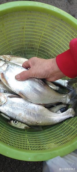 野生翘嘴鱼多少钱一斤_野生翘嘴鱼价格行情-第3张图片-山城妙识