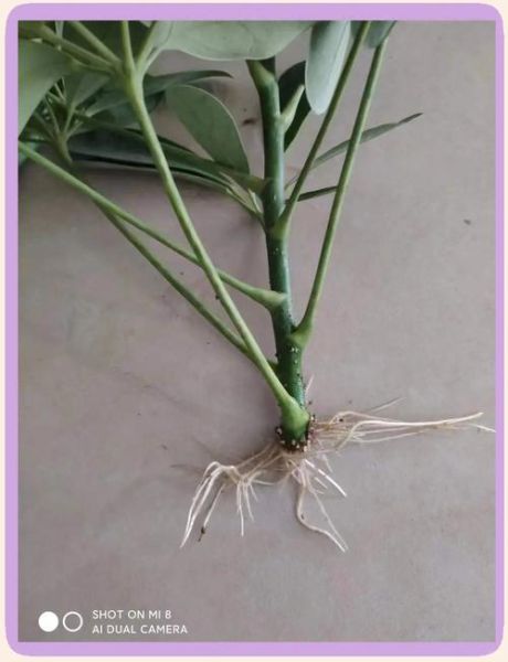 鸭掌木扦插多久生根_鸭掌木扦插步骤图解-第3张图片-山城妙识