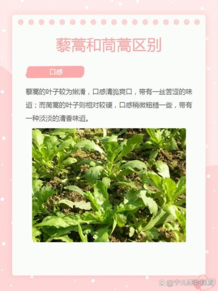 藜蒿和茼蒿有什么区别_哪个更好吃-第1张图片-山城妙识