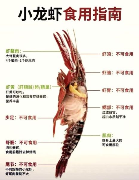 龙虾哪些部位不能吃_龙虾头能吃吗-第1张图片-山城妙识