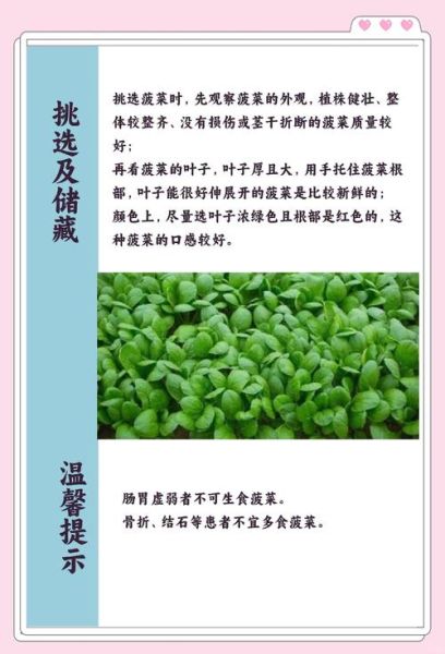 菠菜是什么意思_菠菜有哪些网络新梗-第3张图片-山城妙识