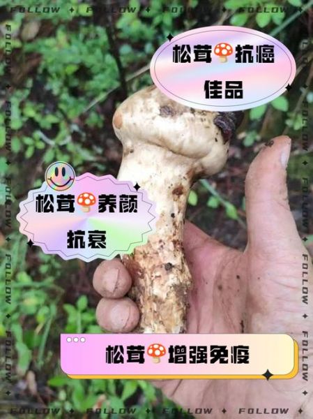女性吃松茸有什么好处_女人吃松茸的功效与作用-第2张图片-山城妙识