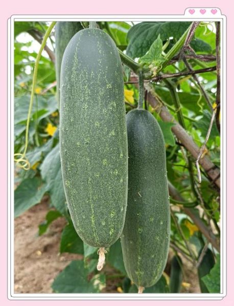 黄瓜有几种_黄瓜品种大全-第2张图片-山城妙识