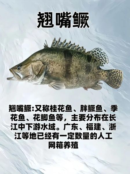 鳜鱼养殖技术_鳜鱼养殖成本利润-第3张图片-山城妙识