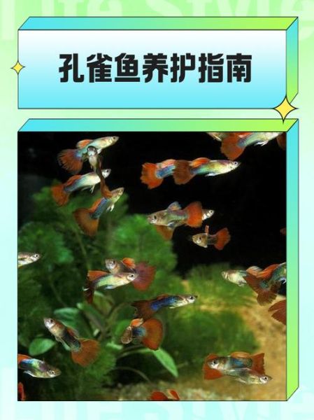 孔雀鱼怎么养_孔雀鱼饲养注意事项-第2张图片-山城妙识