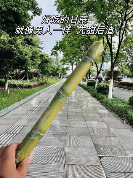 甘蔗男是什么梗_甘蔗男图片怎么找-第3张图片-山城妙识