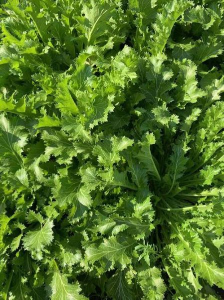 雪里红是什么菜的叶子_雪里红和雪菜的区别-第3张图片-山城妙识