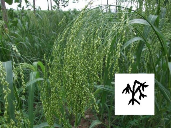 黍怎么读_黍是什么意思-第3张图片-山城妙识