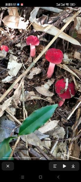 红姑图片哪里找_红姑高清壁纸下载-第3张图片-山城妙识