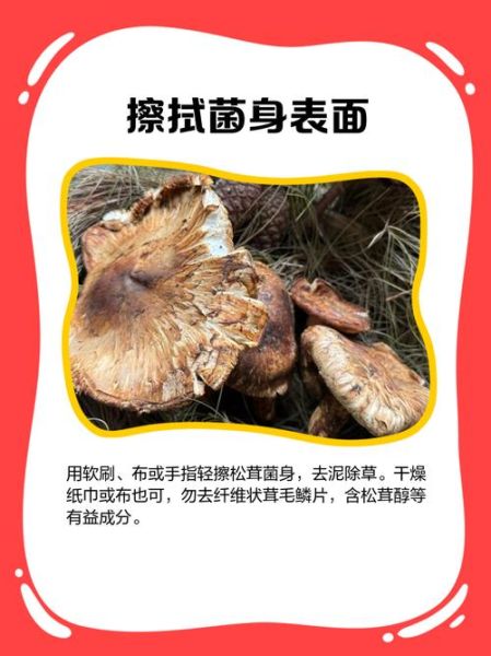 新鲜松茸怎么清洗_新鲜松茸怎么做最好吃-第1张图片-山城妙识