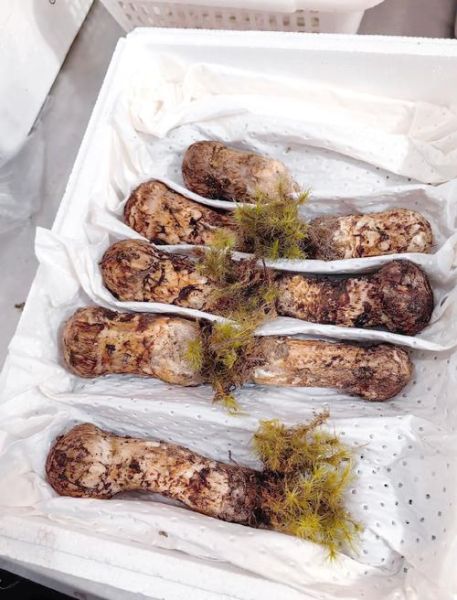 新鲜松茸怎么清洗_新鲜松茸怎么做最好吃-第3张图片-山城妙识