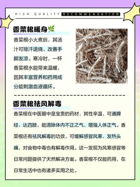 吃香菜根的好处和坏处_香菜根能天天吃吗-第1张图片-山城妙识