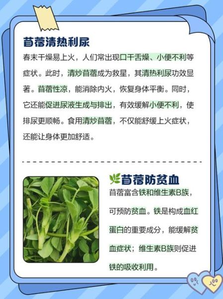 苜蓿菜图片功效_苜蓿菜有什么营养价值-第1张图片-山城妙识