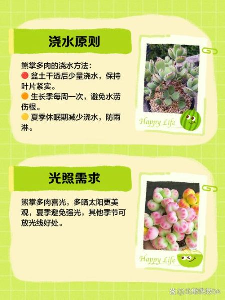 多肉熊掌怎么养_多肉熊掌繁殖方法-第2张图片-山城妙识