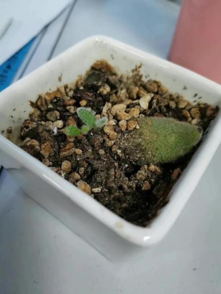 多肉熊掌怎么养_多肉熊掌繁殖方法-第3张图片-山城妙识