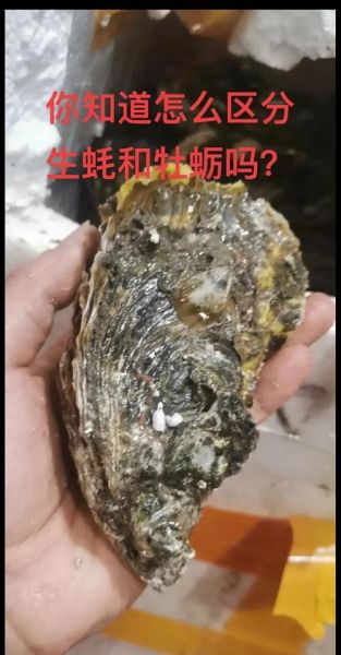 海蛎和生蚝哪个营养高_区别在哪里-第1张图片-山城妙识