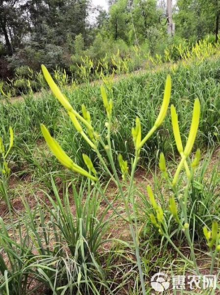 金针菜图片_金针菜和黄花菜的区别-第3张图片-山城妙识
