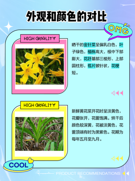 金针菜图片_金针菜和黄花菜的区别-第1张图片-山城妙识