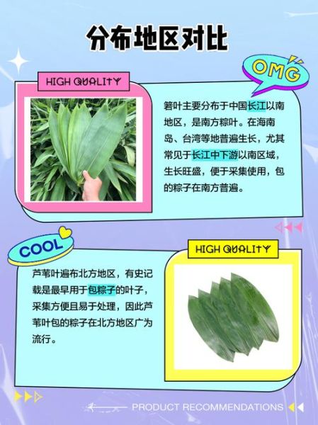箬叶是什么_箬叶的功效与作用-第2张图片-山城妙识