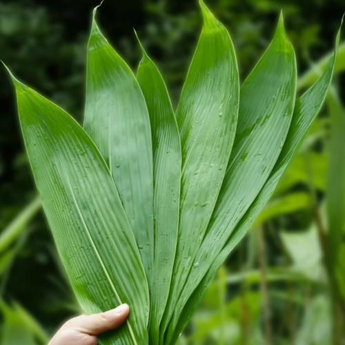 箬叶是什么_箬叶的功效与作用-第3张图片-山城妙识