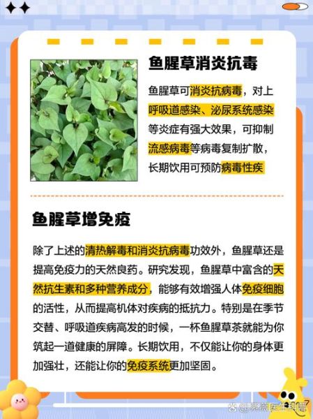 鱼腥草泡水喝的功效与副作用_长期喝鱼腥草水安全吗-第1张图片-山城妙识